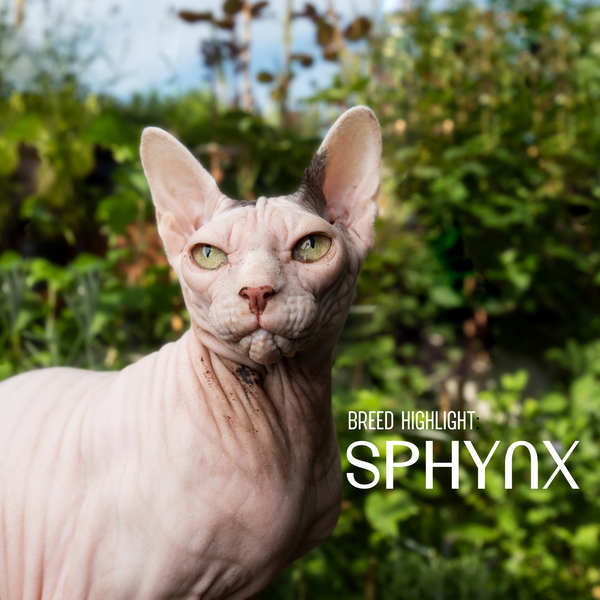Guide to the unique Sphynx cat - Bella & Boots: Raw Pet Food